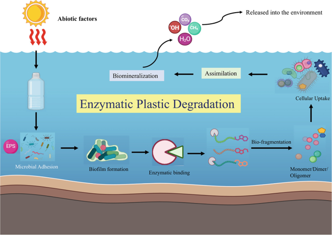 Microbes’ and Microplastics’ Interactions in Freshwater Ecosystems ...