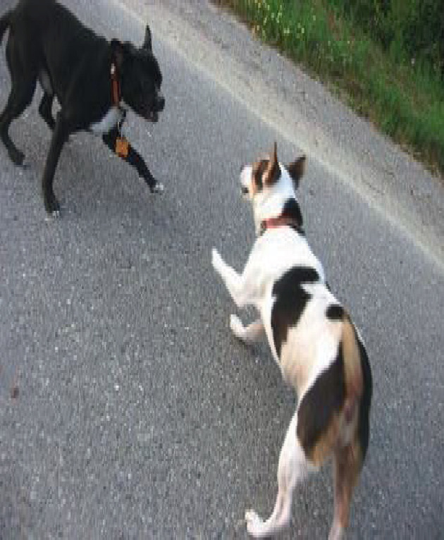 Enhancing Image Captioning Using Deep Learning | Springer Nature Link