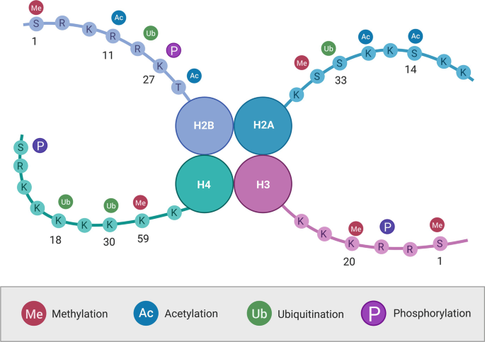 A Comparative Overview of Epigenomics | SpringerLink