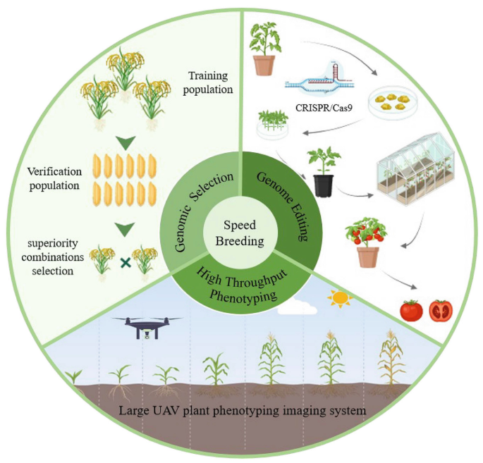 Speed Breeding Technology for Accelerating Crop Improvement | SpringerLink