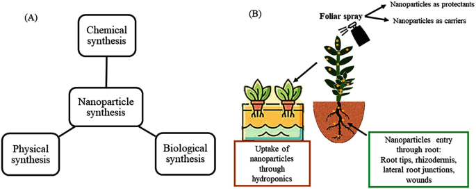 The Nanoparticle Revolution in Agronomy: A New Frontier for Crop ...