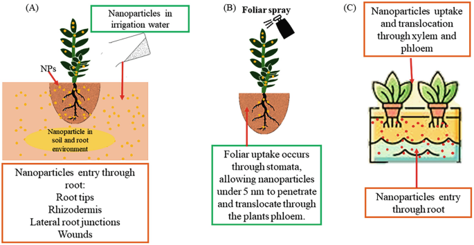 The Nanoparticle Revolution in Agronomy: A New Frontier for Crop ...