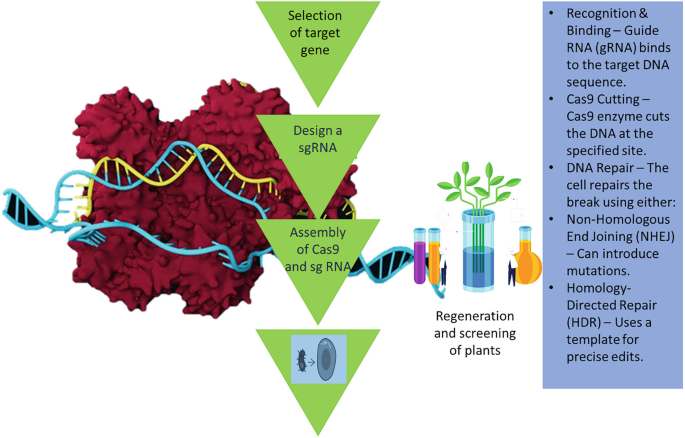 Marker-Assisted Selection and Genomics Tools for Improving Crops ...