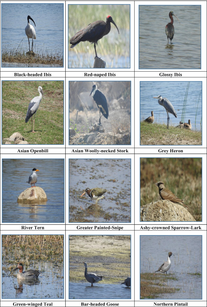 Avian Diversity and Feeding Guild of Inland Wetland in a Semiarid ...