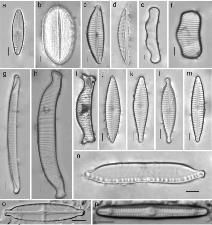 Terrestrial Diatoms as Potential Indicators of the Impacts of Climate ...