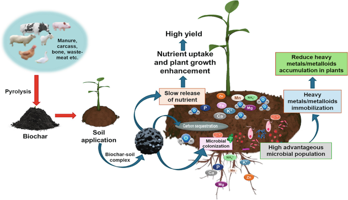 Biochar from Animal Waste and Its Applications | SpringerLink