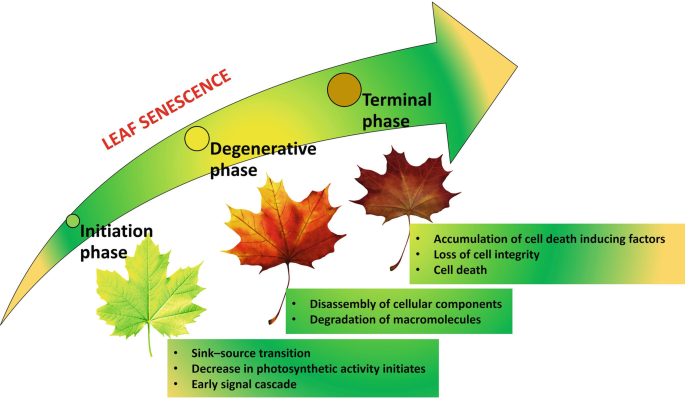 GABA and Leaf Senescence | SpringerLink