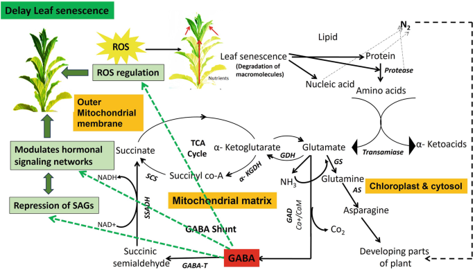GABA and Leaf Senescence | SpringerLink