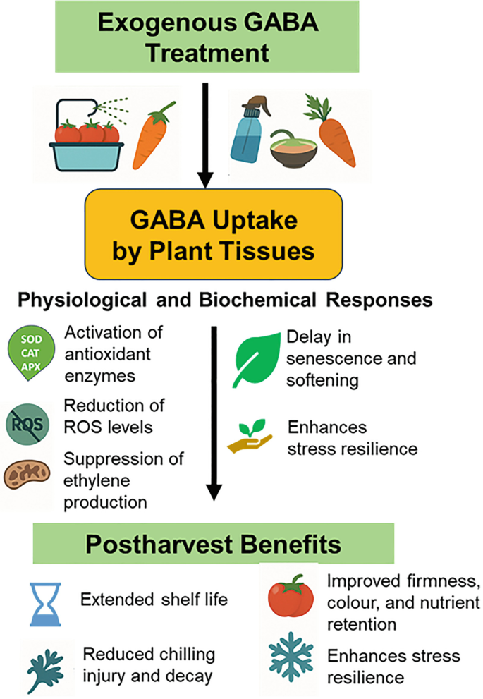 GABA and Postharvest Management | SpringerLink