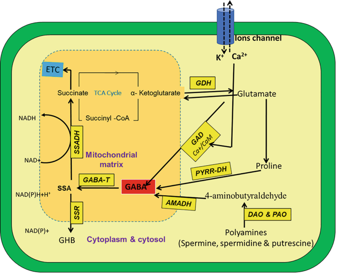 GABA Genetic Engineering/Genome Editing Aspects | Springer Nature Link ...