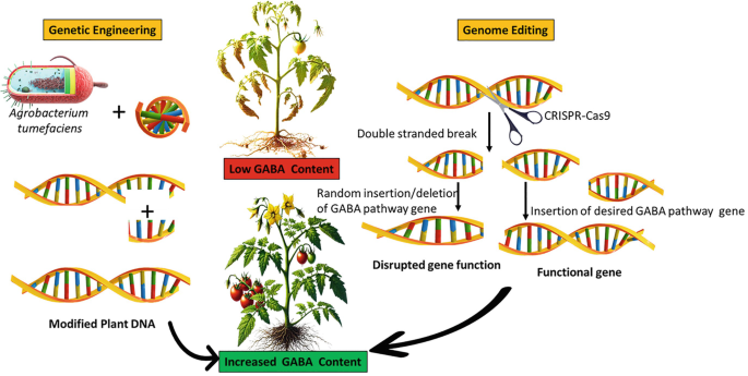 GABA Genetic Engineering/Genome Editing Aspects | Springer Nature Link
