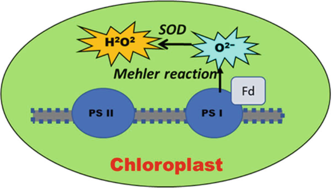 ROS Generation and Consequences in Relation to Stress Conditions in ...