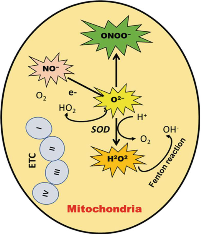 ROS Generation and Consequences in Relation to Stress Conditions in ...