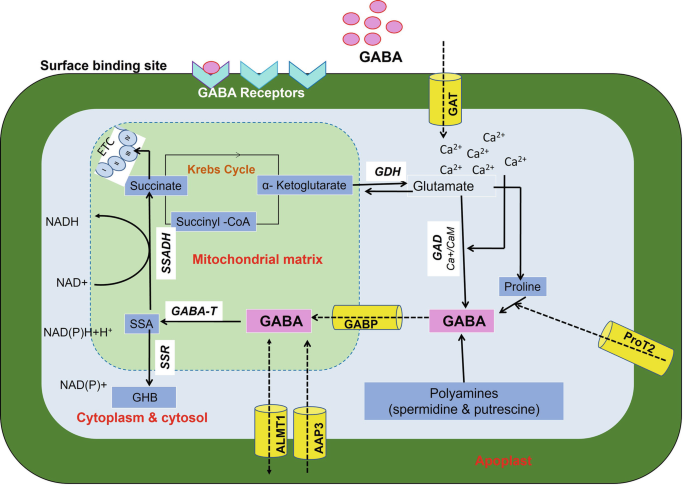 GABA Transporters and Their Function in Stress Tolerance | SpringerLink