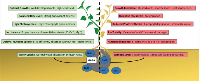 GABA as a Protectant Against Salinity Stress | SpringerLink