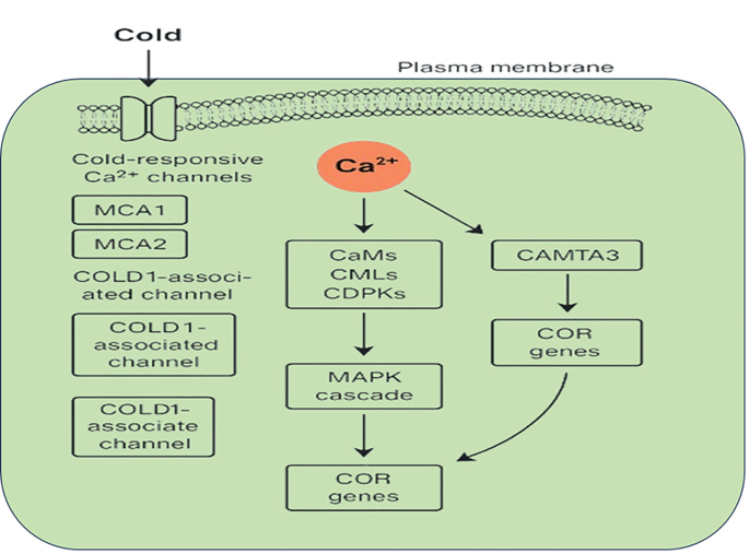 GABA as Protectant Against Cold and Chilling Stress | SpringerLink