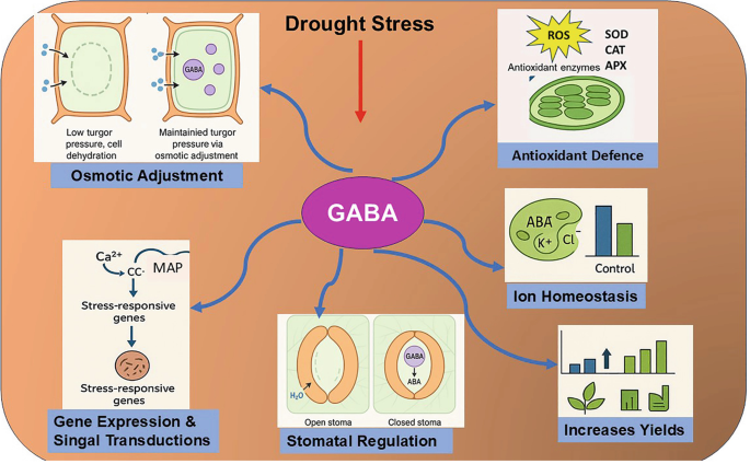 GABA Against Drought Stress | SpringerLink