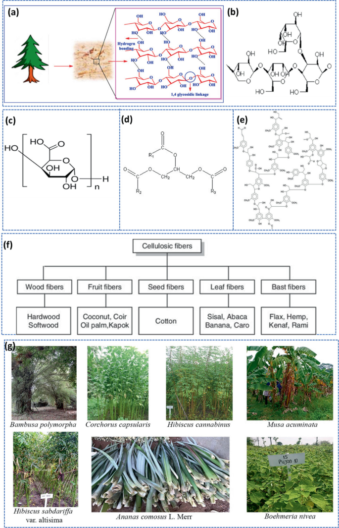 Alternative Cellulosic Sources and Processing Techniques for ...