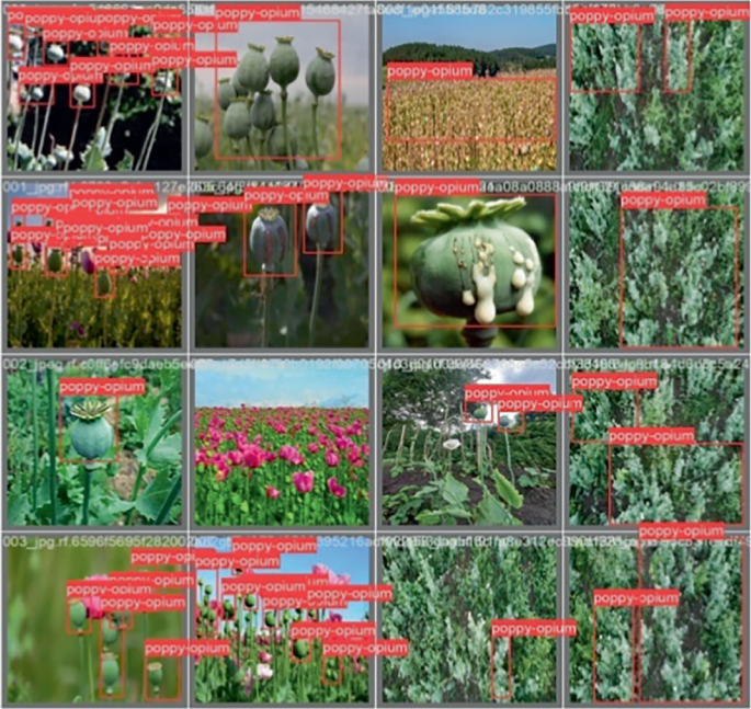 Opium Poppy Cultivation Detection Using Deep Learning Technique ...