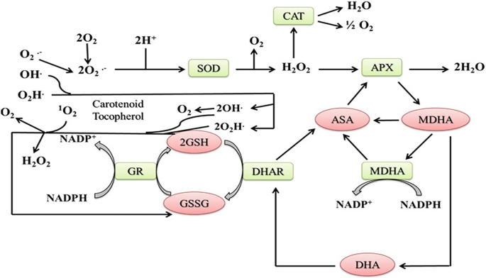 Reactive Oxygen Species in Algae: Antidiabetic Benefits | SpringerLink
