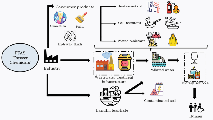 Role of Perfluoroalkyl Substances (PFAS) on the Reproductive System ...