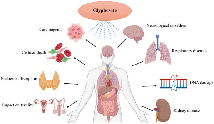 Glyphosate Herbicide: An Omnipresent Environmental Toxicant and Its ...