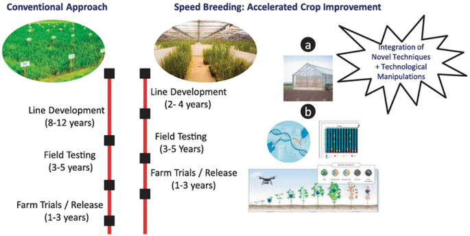 Speed Breeding in Cereals: A Case for Africa | Springer Nature Link