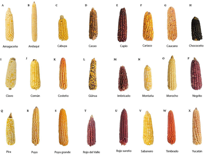 Phenomic Selection and Digital Imaging for Characterizing Plant Genetic ...