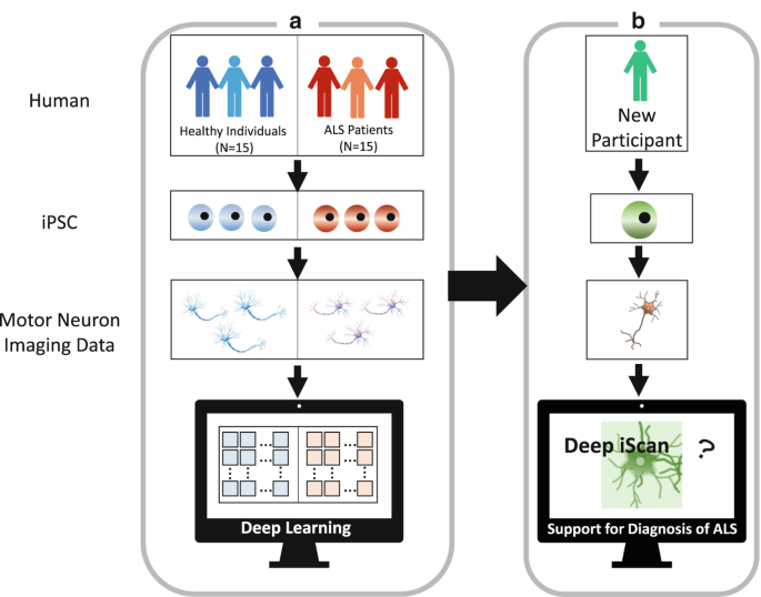 Applications of Induced Pluripotent Stem Cells in Neurodegenerative ...