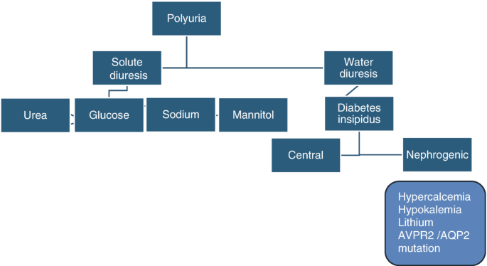 Young Female with Polyuria: The Painful Co-Passenger | SpringerLink