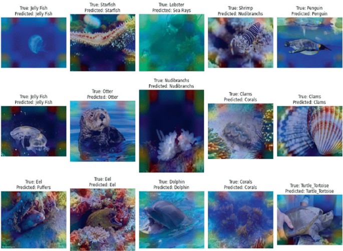 Marine Animal Classification with EfficientNetB7 and Grad-CAM: A Novel ...