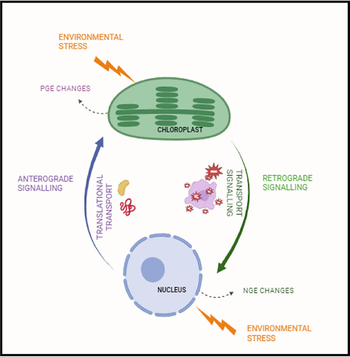 Chloroplast-Mediated Retrograde Signaling in Plants | Springer Nature Link