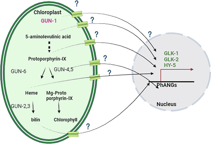 Chloroplast-Mediated Retrograde Signaling in Plants | Springer Nature Link