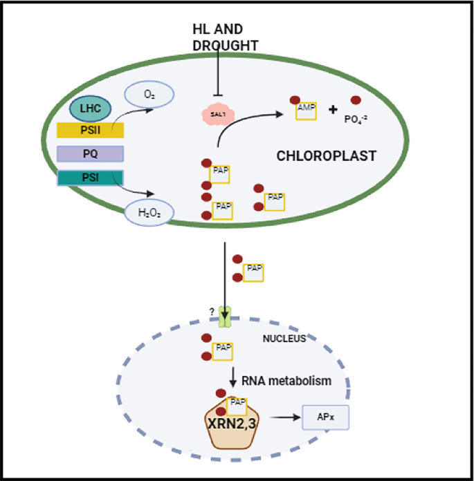 Chloroplast-Mediated Retrograde Signaling in Plants | Springer Nature Link
