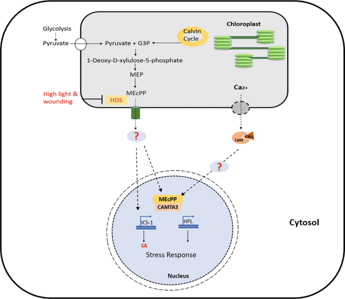 Chloroplast-Mediated Retrograde Signaling in Plants | Springer Nature Link