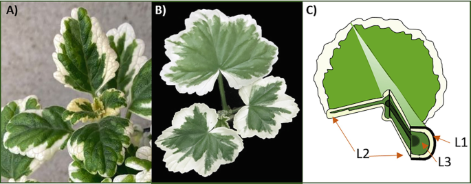 Plastids in Variegated Leaves | Springer Nature Link