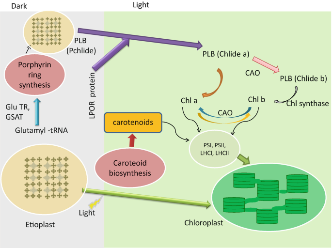 Etioplast to Chloroplast Transition in Higher Plants | SpringerLink