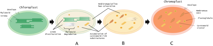 Chromoplast Biogenesis: A Journey from Chloroplasts | SpringerLink