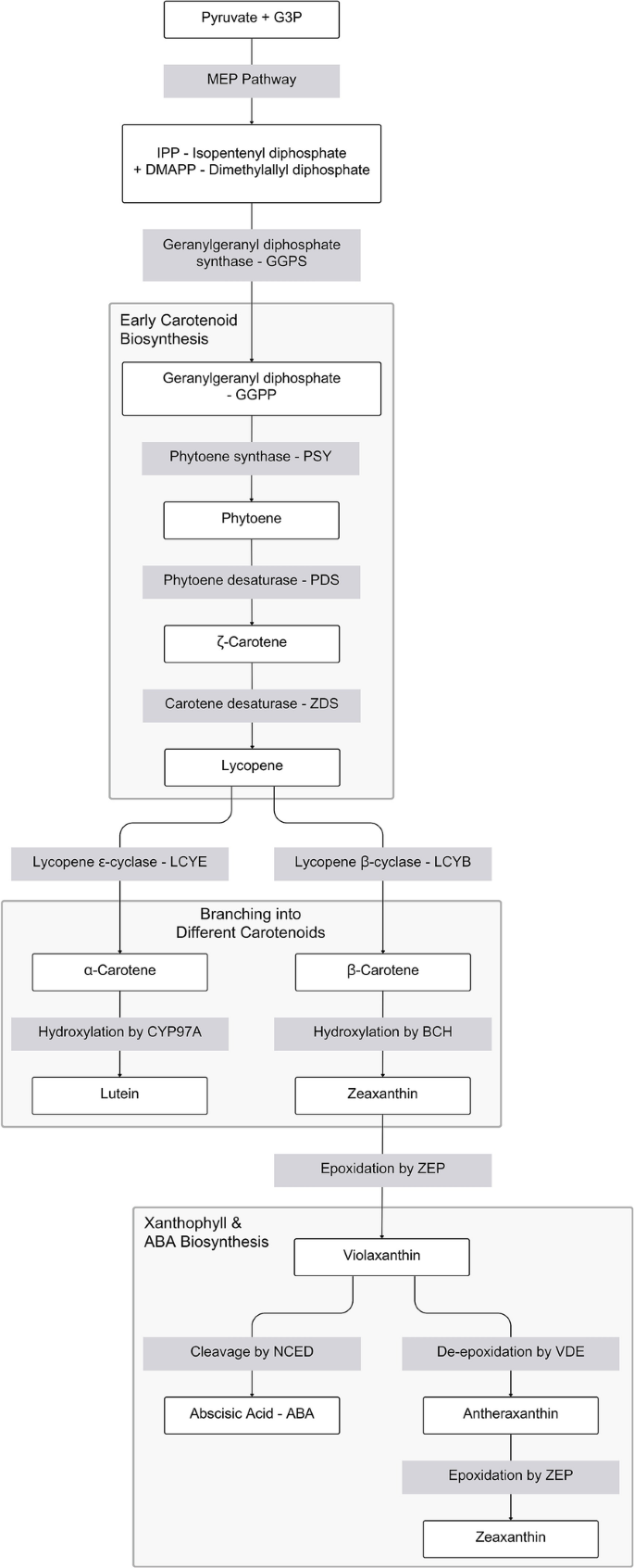 Chromoplast Biogenesis: A Journey from Chloroplasts | SpringerLink
