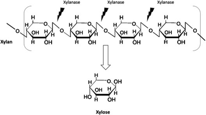 Xylanase from Microorganisms: Trends and Future | Springer Nature Link ...