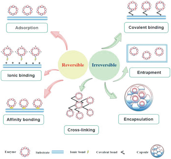 Immobilization and Stabilization of Xylanase | Springer Nature Link