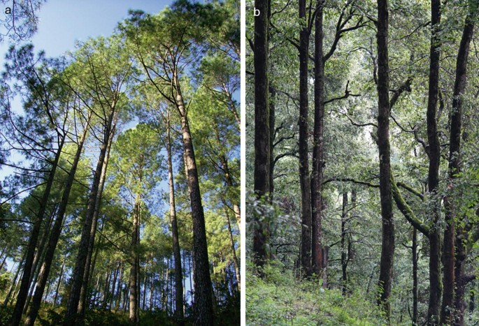 Major Forest Types and Associations in the Himalayas | Springer Nature Link