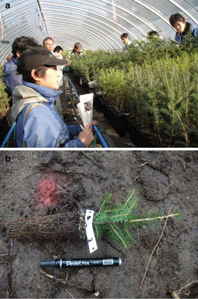 Seedling Production | Springer Nature Link