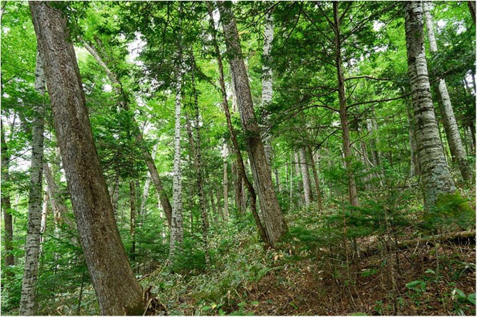 Biodiversity Conservation | Springer Nature Link