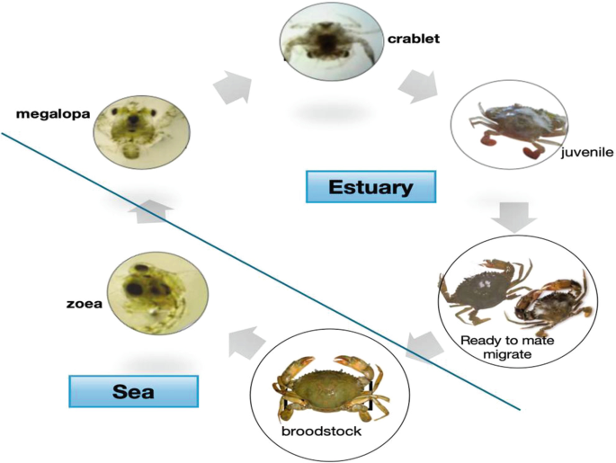 The Status of Mud Crab Scylla spp. Domestication in Indonesia ...