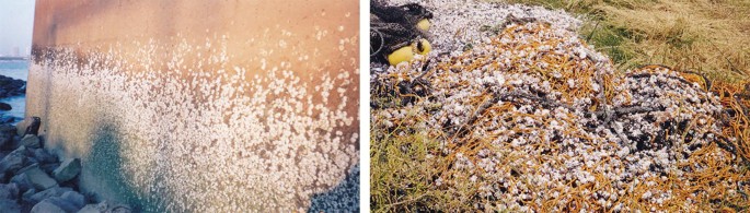 Searching for Inhibitors of Barnacle Calcification | SpringerLink