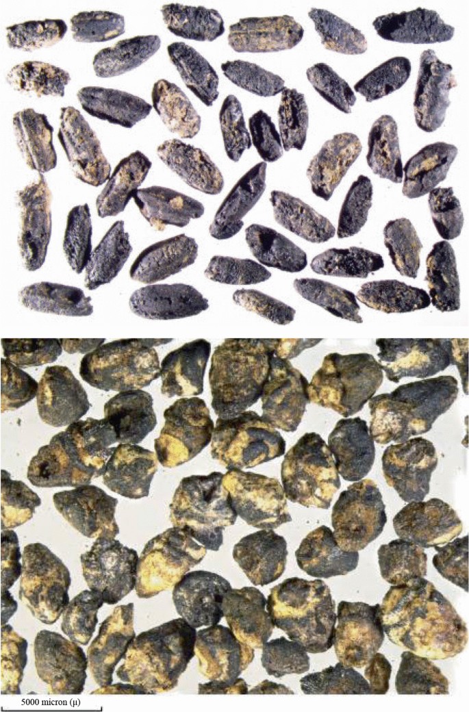 The Origin of the Rice Culture | SpringerLink