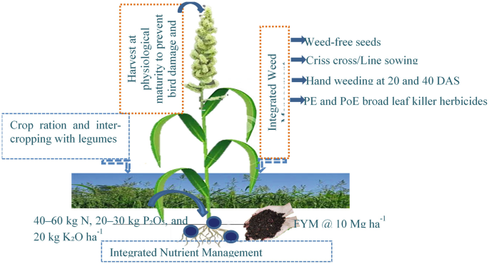 Barnyard Millet | SpringerLink