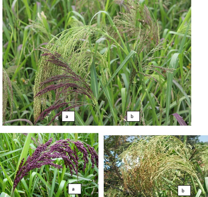 Little Millet | SpringerLink