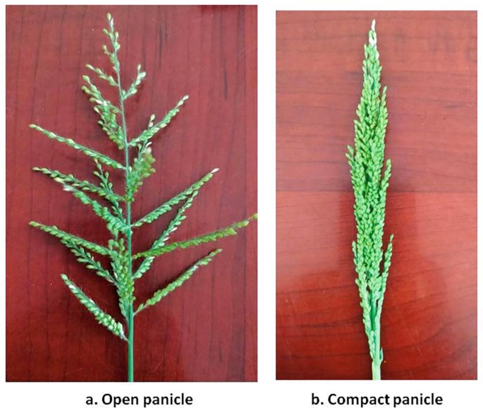 Browntop Millet | SpringerLink